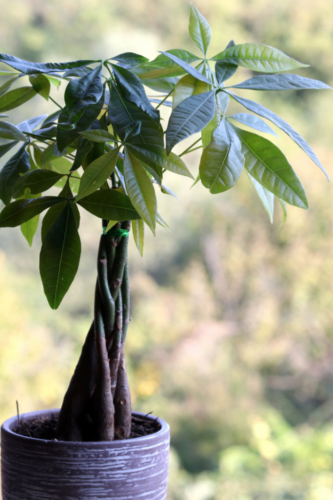 Houseplant of the Week: The Money Tree - Warner Companies, Inc.