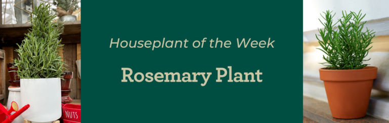 Houseplant of the Week: Rosemary Cone - Warner Companies, Inc.