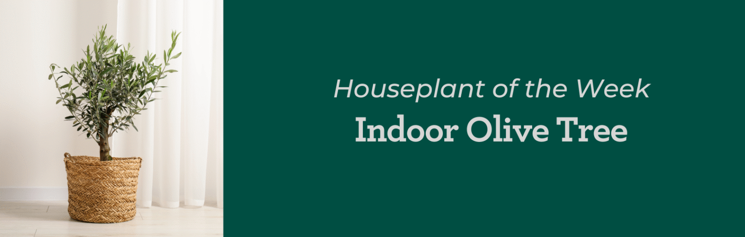 Houseplant of the Week: Indoor Olive Tree - Warner Companies, Inc.