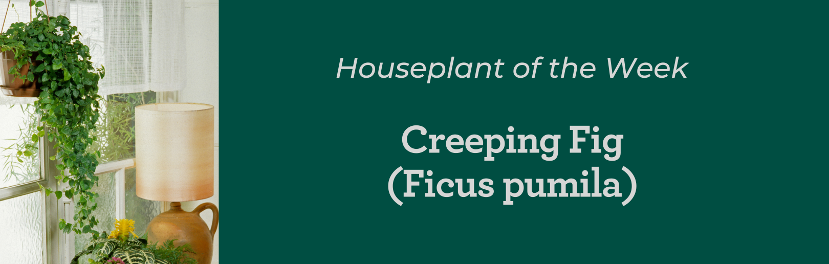 Creeping Fig - Warner Companies, Inc.