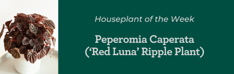 Houseplant of the Week: Red Luna Peperomia - Warner Companies, Inc.